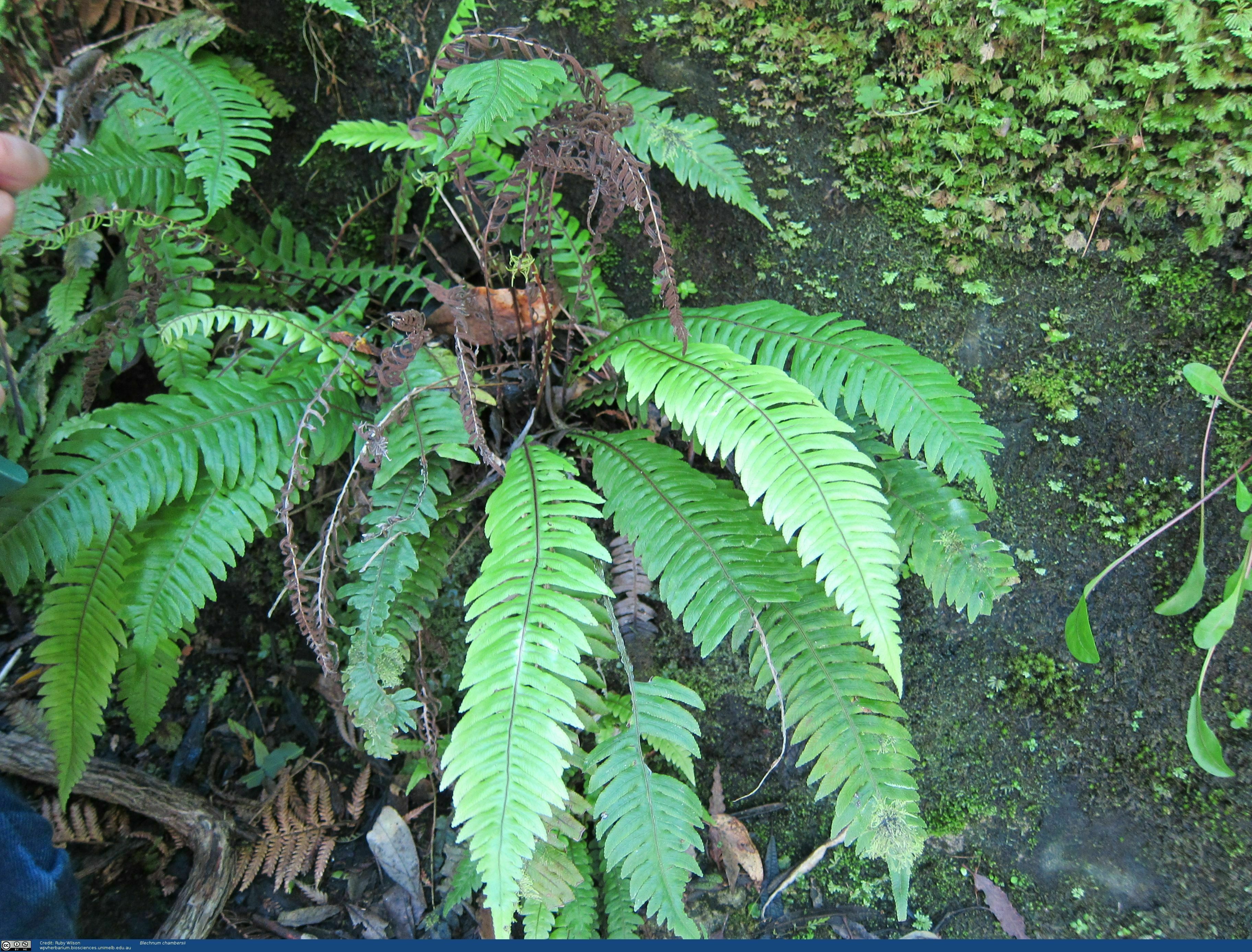Blechnum chambersii