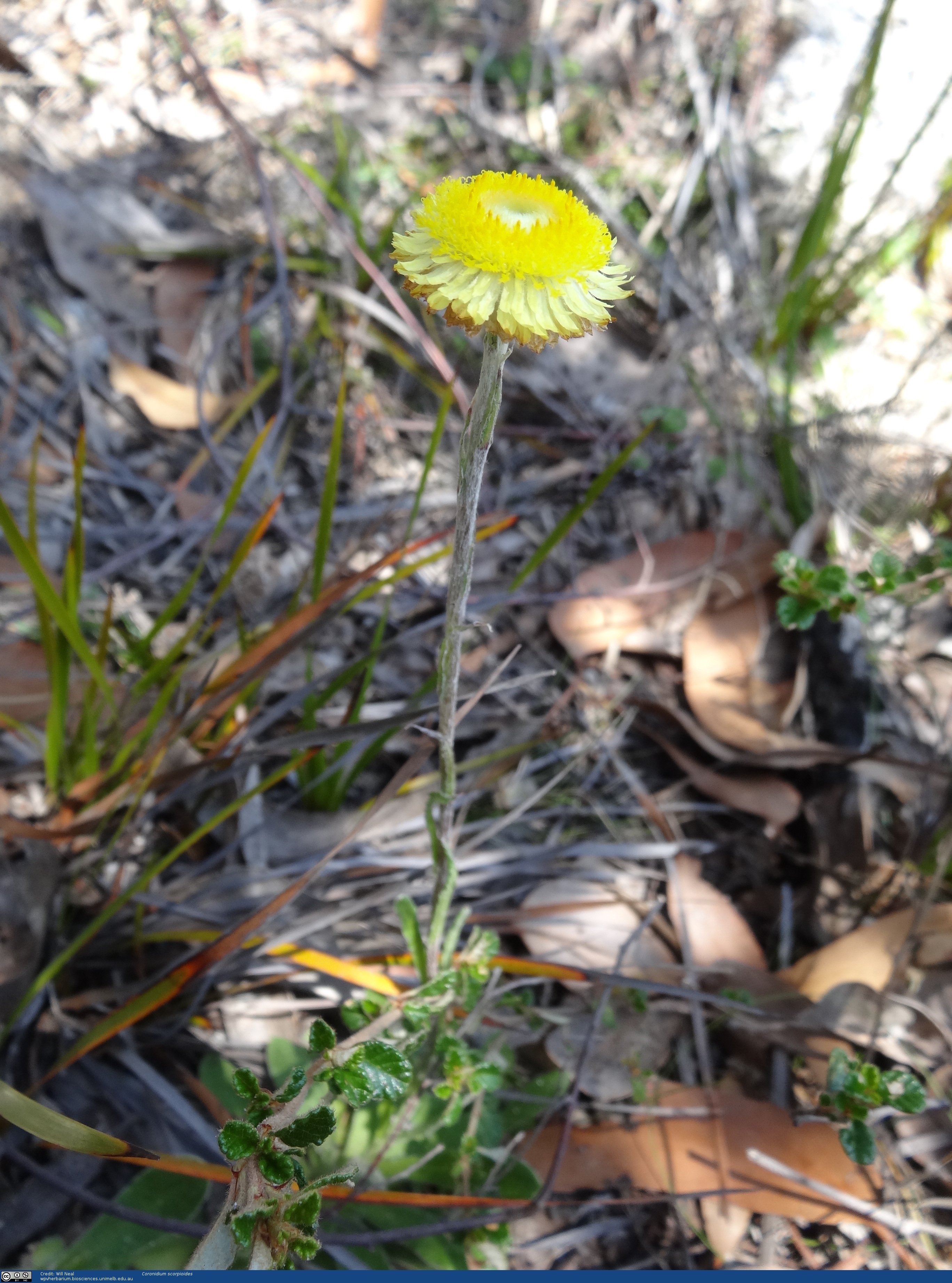 Coronidium scorpioides