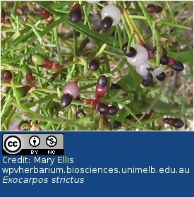Exocarpos strictus