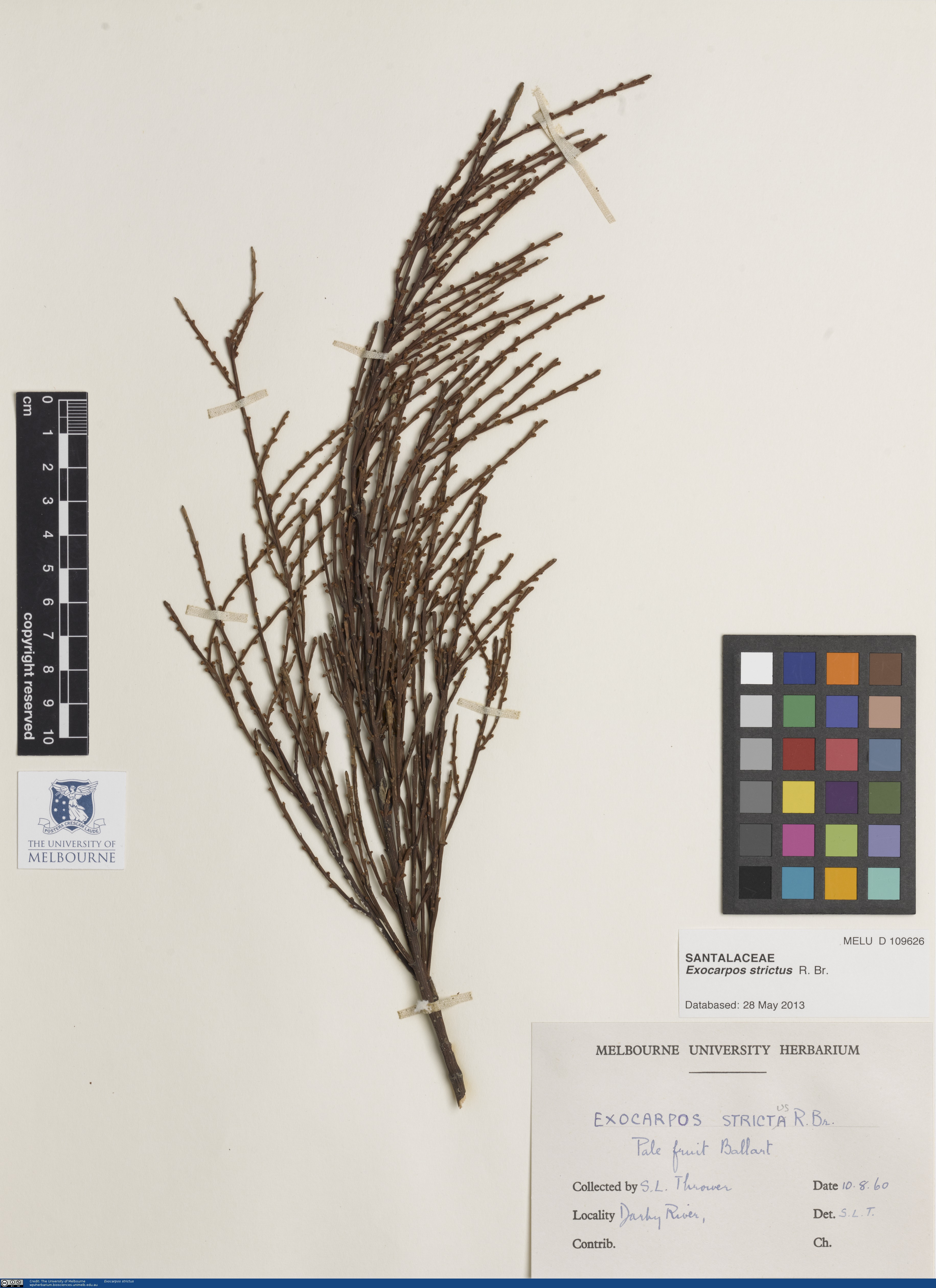 Exocarpos strictus