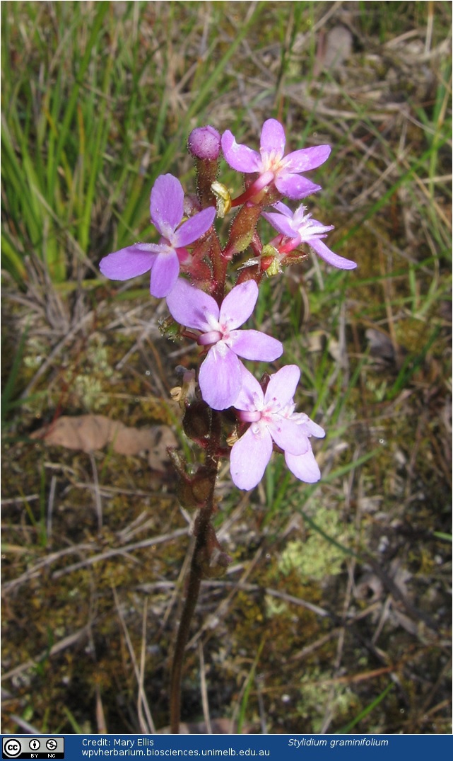 Stylidium