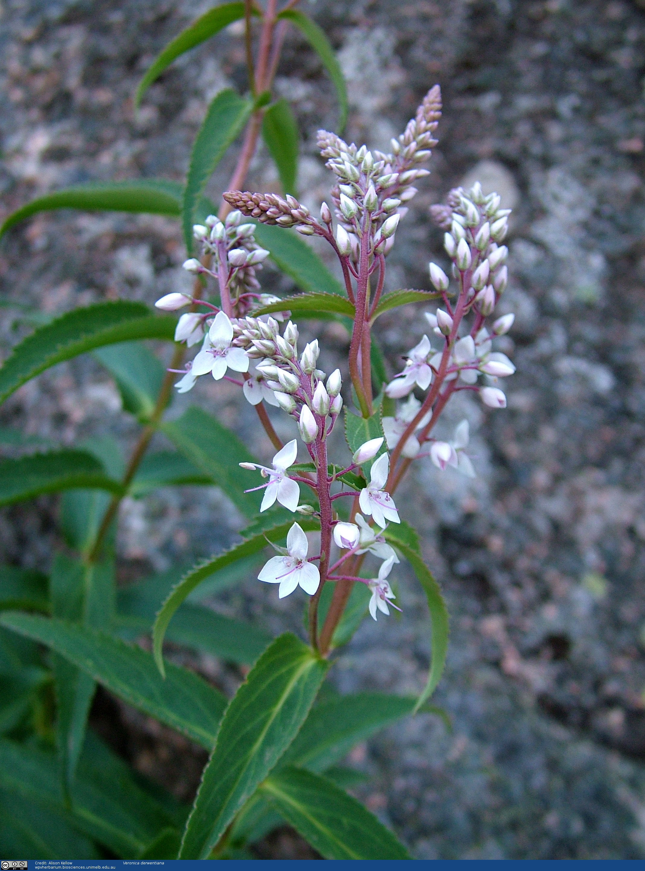veronica derwentiana
